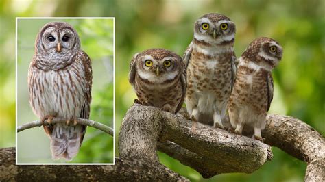 Congress Moves To Stop Killing Of 500000 Barred Owls To Save Spotted