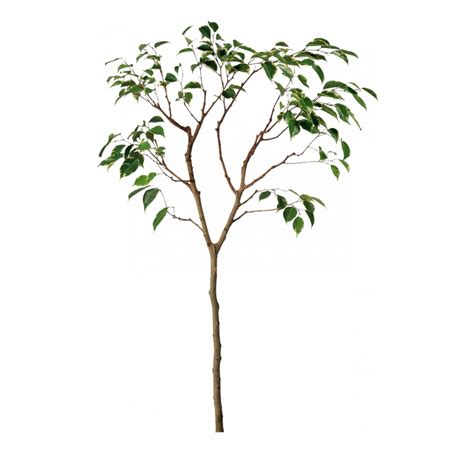 Free Tree Icon Transparent Download Free Tree Icon Transparent Png Images Free ClipArts On