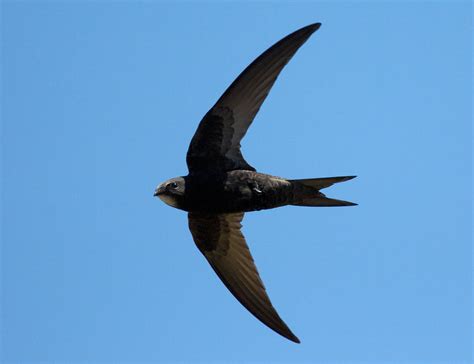 Swift Apus Apus Lorn Natural History Group