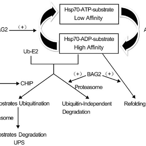 Bag2 Interacts With The Molecular Chaperone Hsp70 Which Plays A