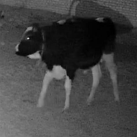 My First Project Object Detection Model By Hhh