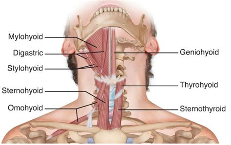Mylohyoid Stylohyoid Sternohyoid Muscle Anatomy Basic Anatomy And Physiology Muscle