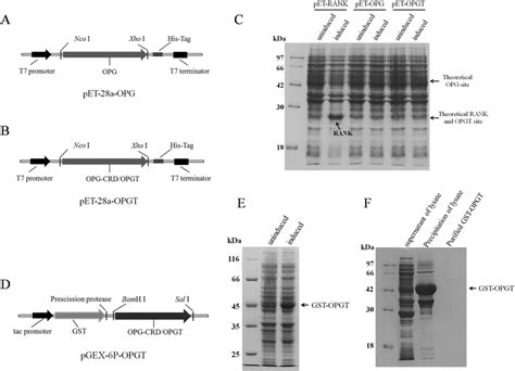 Expression Of Opg Or Opgt Using The Pet 28a And Pgex 6p Vector A B