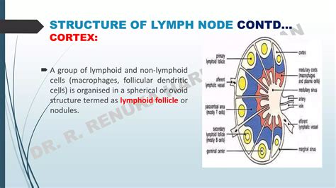 Secondary Lymphoid Organs Pptx