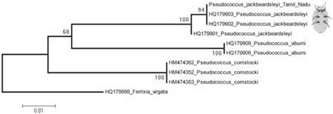 A New Invasive Jack Beardsley Mealybug Pseudococcus Jackbeardsleyi Hemiptera Pseudococcidae
