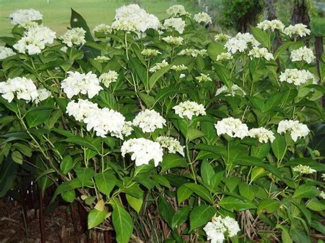 50 White Native Hydrangea Arboescens Smooth Wild Sevenbark Etsy