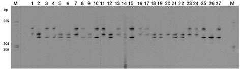 Acom 1212 Simple Sequence Repeat Ssr Locus Analysis Of Polymorphism Download Scientific
