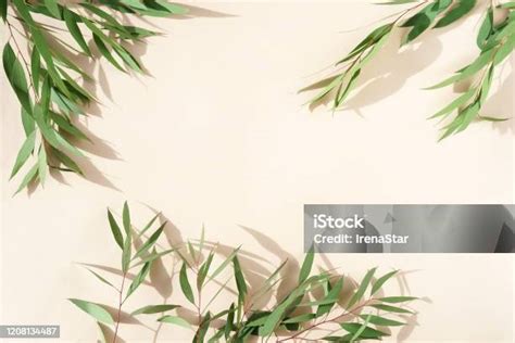 녹색 유칼립투스 잎 나뭇 가지와 분홍색 배경에 그림자 플랫 레이 상단 보기 포스터 0명에 대한 스톡 사진 및 기타 이미지 0