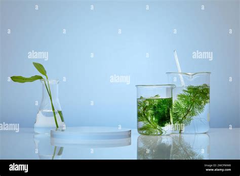 Glass Beakers Of Seaweed And Erlenmeyer Flask With Green Leaves Inside