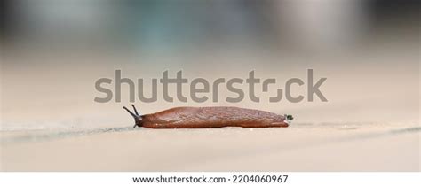 Naked Slug On Wooden Floor Selective Stock Photo 2204060967 Shutterstock