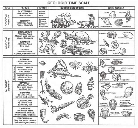 Fossils Worksheet Answer Key Unlock The Secrets Of The Past