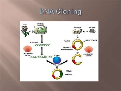 Cloning