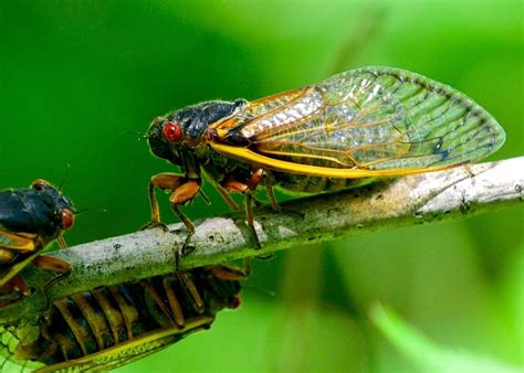 The Cicada Swarm That Emerged After 17 Years