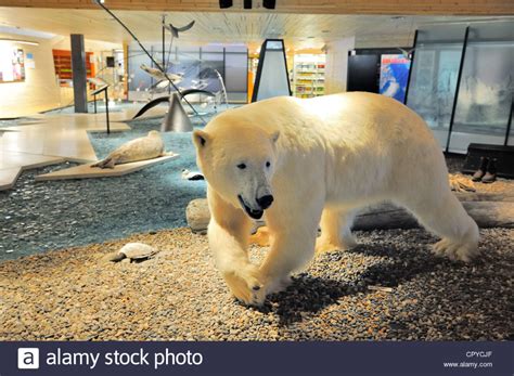 Polar Bear In Arctic Museum