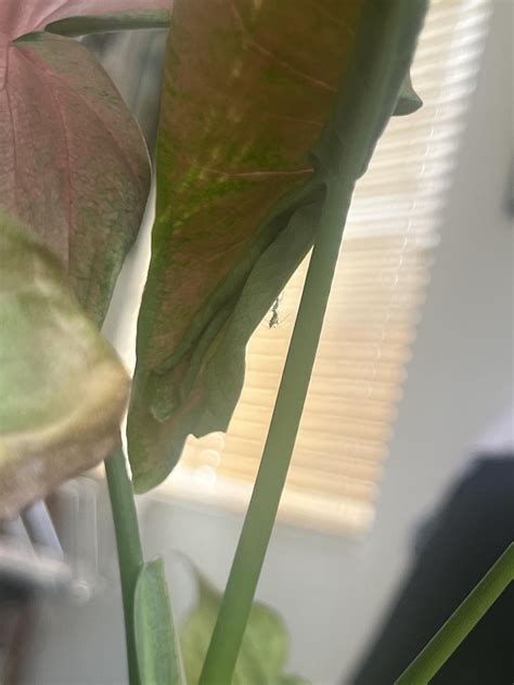 Grasshopper Type Of Insect Rwhatisthisbug