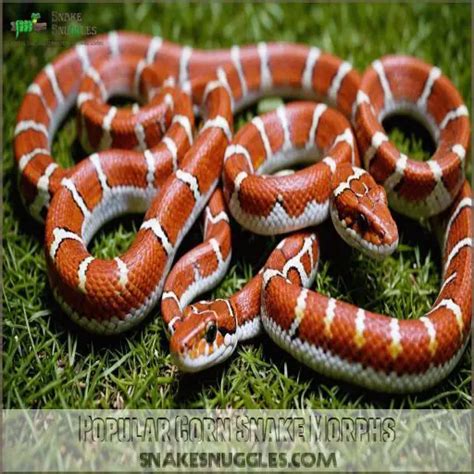 Corn Snake Morph Chart 60 Morphs