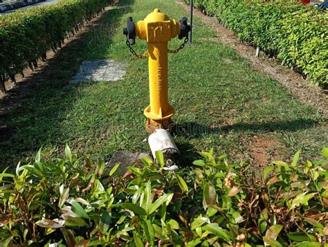 Yellow Fire Hydrant In A Garden Close Up Stock Image Image Of