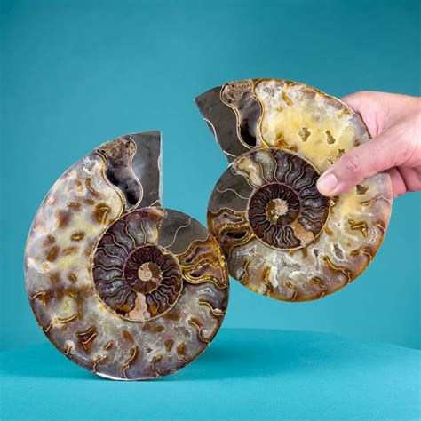 Sectioned Ammonite Fossil Pair 19 Latiaxis Sectioned Ammonite Fossil Pair 19 Latiaxis
