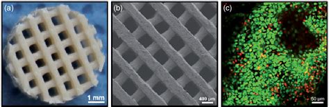 Figure 1 From Three Dimensional Polycaprolactone Hydroxyapatite Scaffolds Combined With Bone