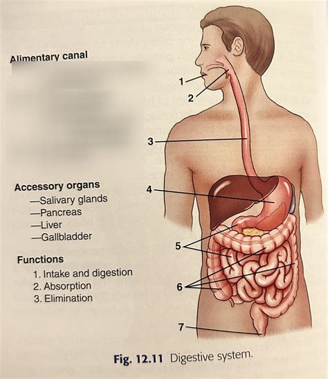 Digestive System Diagram Quizlet Digestive System Diagram Quizlet