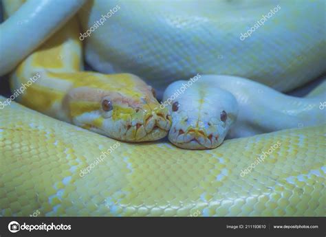 Albino Green Burmese Python