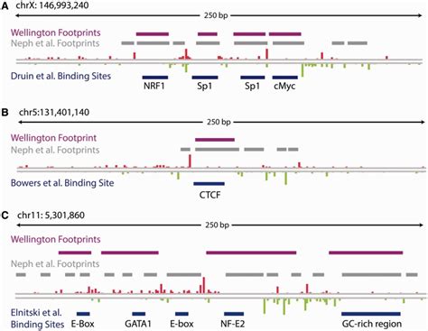 Wellington Footprints Recapitulate Known Proteindna Interactions At Download Scientific