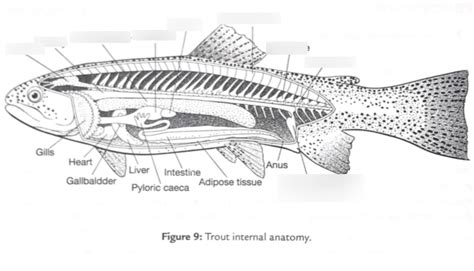 Trout Internal Anatomy Pt 2 Diagram Quizlet