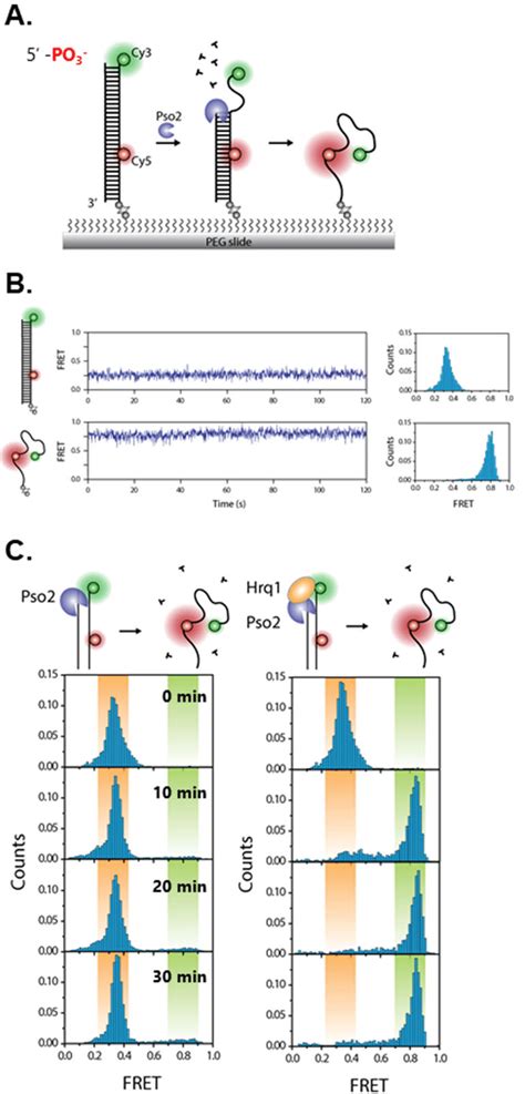 Smfret Analysis Of The Stimulation Of Pso2 Nuclease Activity By Hrq1