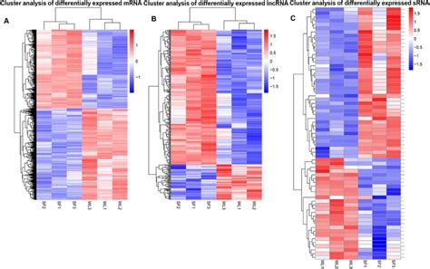 Clustering Analysis Of Degs Lncrnas And Micrornas The Hierarchical