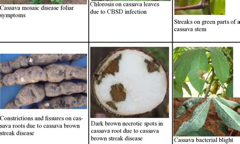 Symptoms Of Major Cassava Diseases Download Scientific Diagram