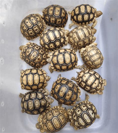 Leopard Tortoise Hatchlings Available Rtortoise Leopard Tortoise Hatchlings Available Rtortoise