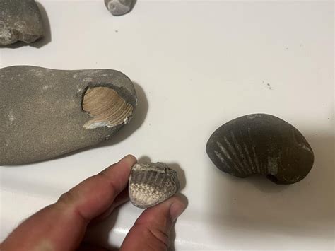 Some Fossilized Shells I Found On A Beach Rfossils