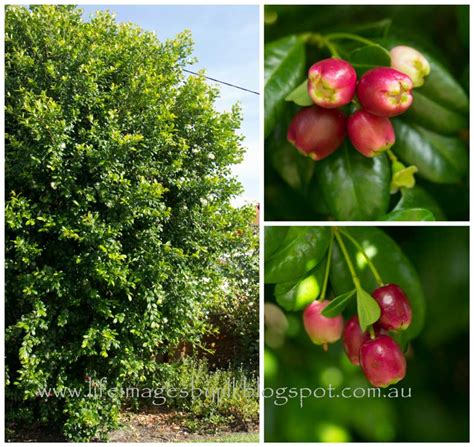 Life Images By Jill How To Make Lilly Pilly Jam A Delicious