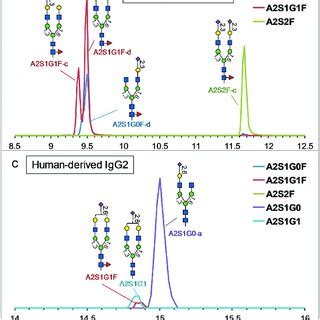 Pdf Impact Of Fc N Glycan Sialylation On Igg Structure