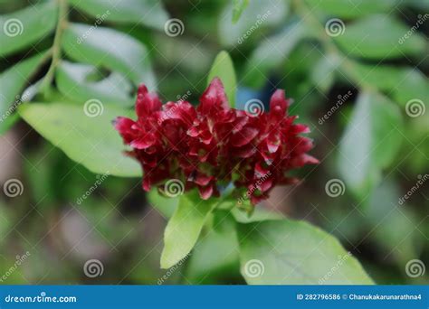 High Angle View Of The Red Flower Clusters On A Ground Creeper Vine Stock Photo Image Of Space