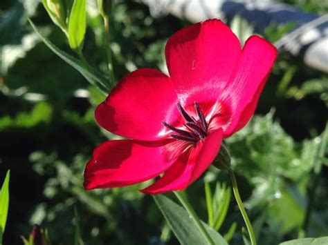 꽃아마 Linum Grandiflorum Picturethis