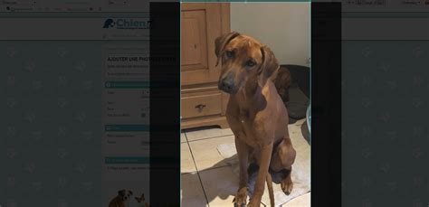Height Issue On Vertical Pictures Issue Fengyuanchen Cropper GitHub