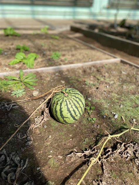 Шинэ долоо хоногийн мэнд Bugat Resort Mongolia