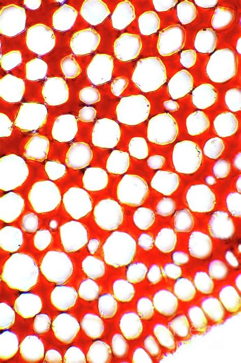 Collenchyma Plant Cells Photograph By Dr Keith Wheeler Science Photo Library Pixels