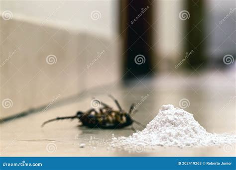 Dead Cockroach With Poison Powder American Cockroach Indoors Stock
