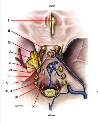 Cranial Nerves 1 Sensorymotor Function Flashcards Quizlet