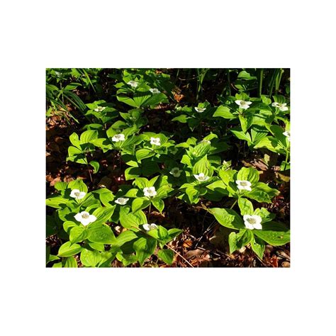 Cornus Canadensis Bunchberry