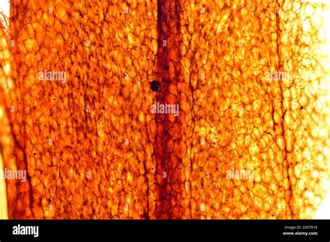 Simple Squamous Micrograph Hi Res Stock Photography And Images Alamy