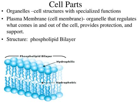 Structures of the Cell. - ppt download