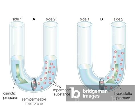 Image Of The Diffusion Of Water Across A Semipermeable Membrane