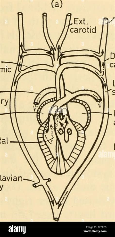 Circulatory System Of Rabbit Anatomy Diagram Of A Rabbit Magnet For