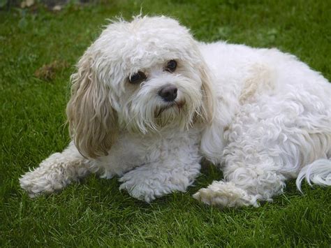 Maltese Mixes 28 Totally Adorable Maltese Crossbreeds Artofit