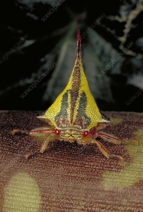 Treehopper Stock Image C003 9077 Science Photo Library