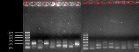Detection Of Selective Amplification With Different Pairs Of Primers