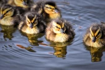 Canards Canard Les Canetons Bébés Oiseau Reflets Famille La
